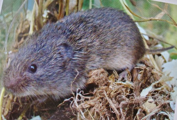 23. The Prairie Vole (Microtus ochrogaster) – Friends of Goose Pond